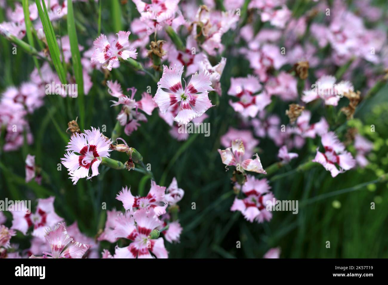 Chinese pink dianthus chinensis hi-res stock photography and images - Alamy