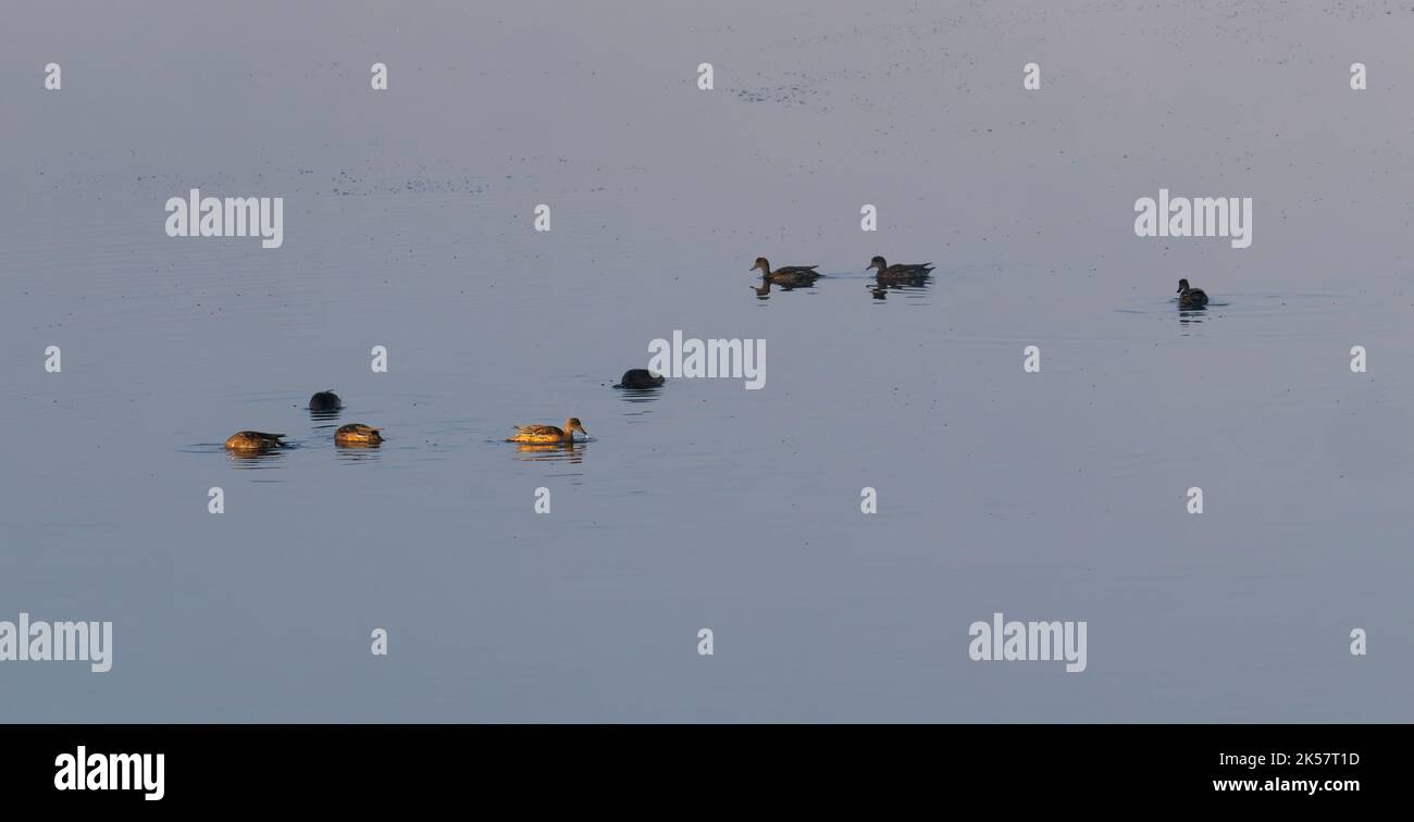 Ducks swim in early morning on Twin Lakes in Wrangell-St. Elias ...