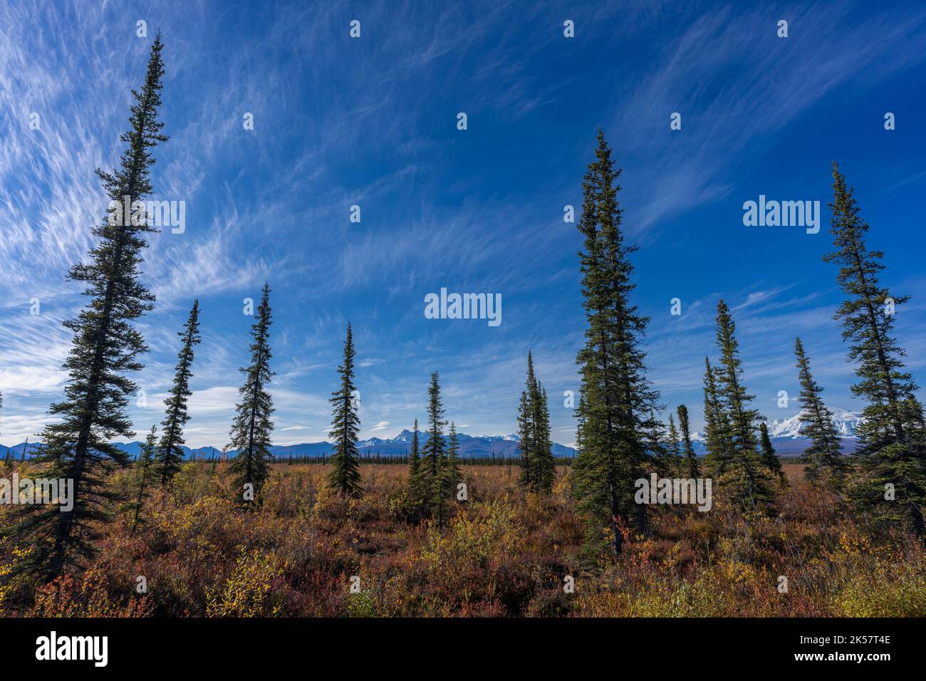Fall colors on shrubs with coniferous trees in Wrangello-St. Elias ...