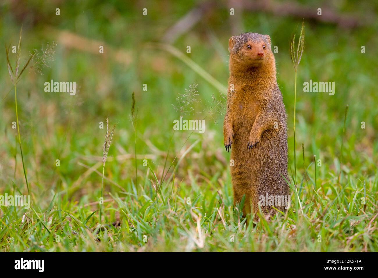 Common dwarf mongoose (Helogale parvula Stock Photo - Alamy
