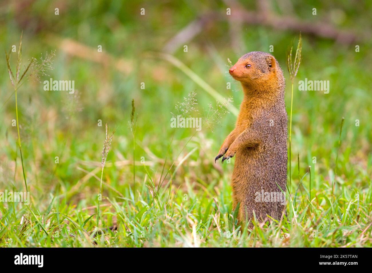 Common dwarf mongoose (Helogale parvula Stock Photo - Alamy