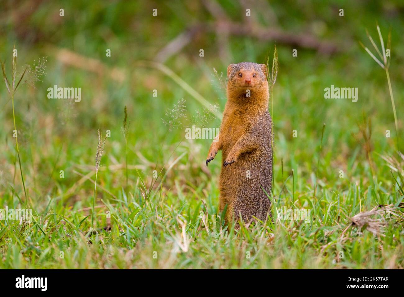 Common dwarf mongoose (Helogale parvula Stock Photo - Alamy