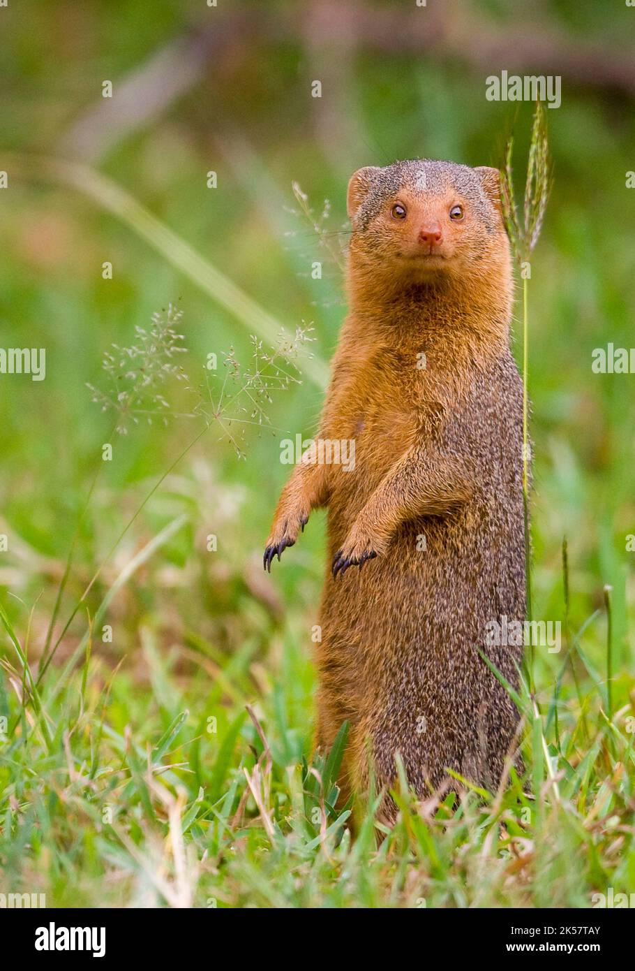 Common dwarf mongoose (Helogale parvula Stock Photo - Alamy