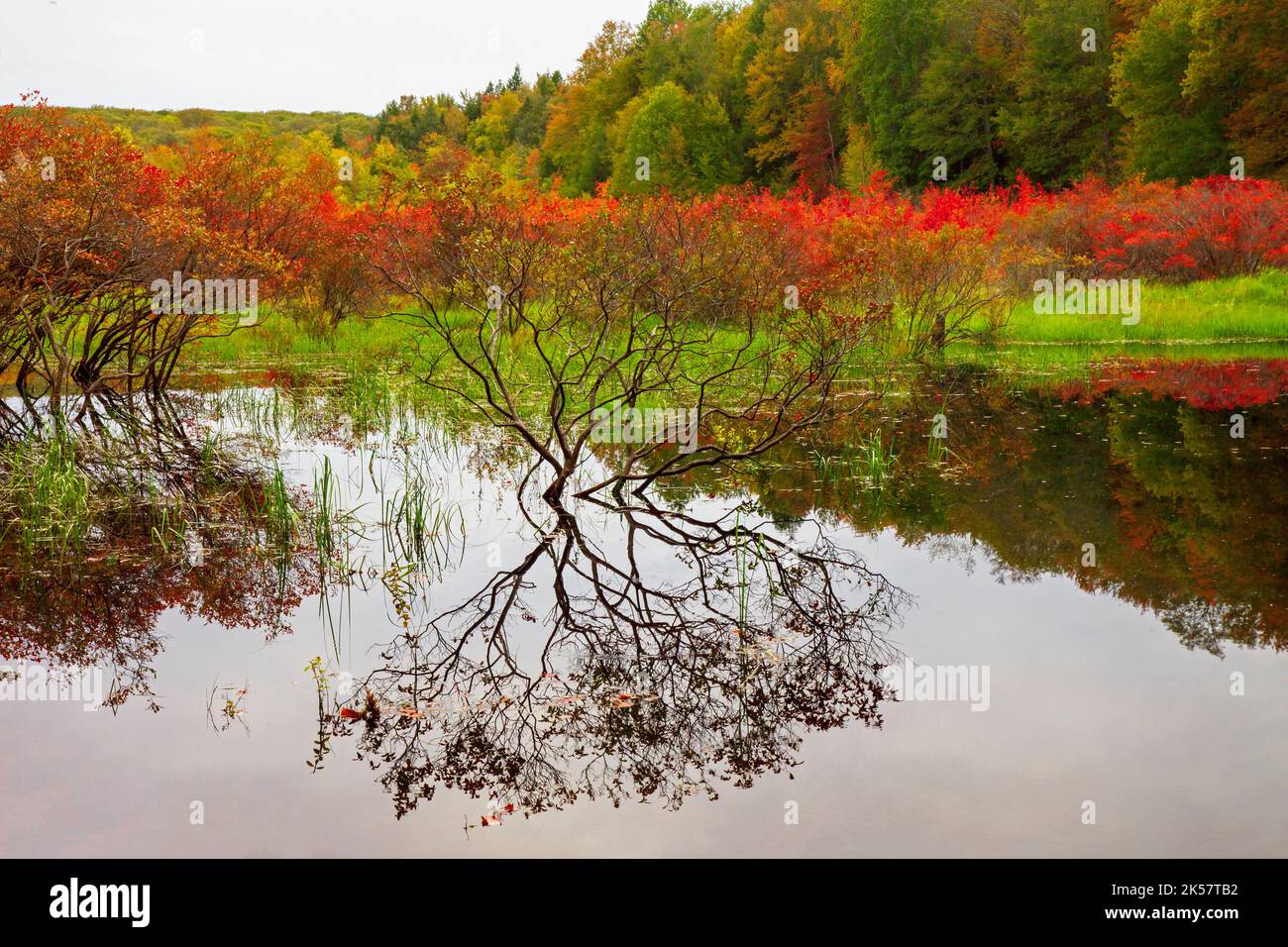 Snow Shanty Run, a beaver pond, in Pennsylvania's Delaware State Forest ...