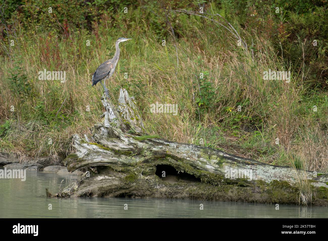 A great blue heron (Ardea herodias) perches on a fallend tree at ...