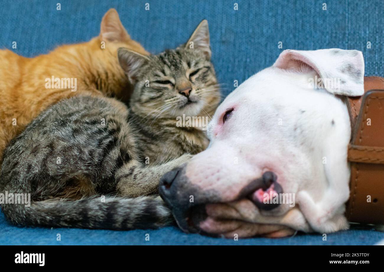 Two cats and a dog on the sofa. Dog and cats sleeping together Stock ...