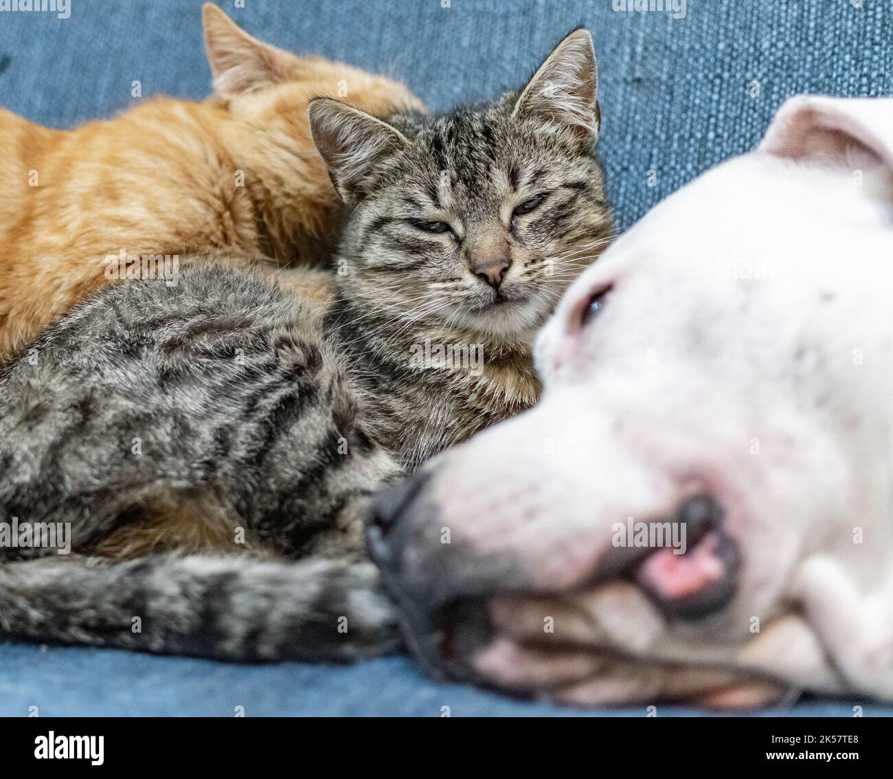 Two cats and a dog on the sofa. Dog and cats sleeping together Stock ...