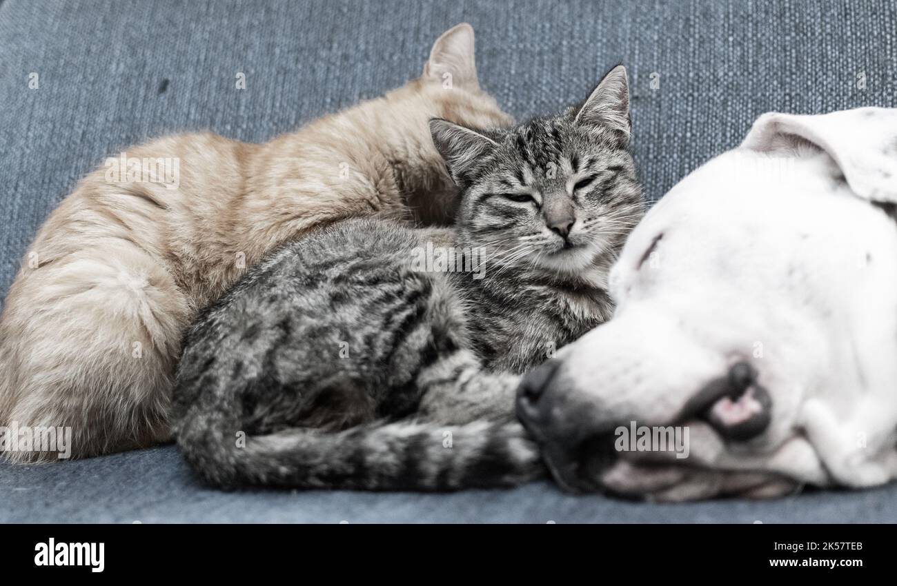 Two cats and a dog on the sofa. Dog and cats sleeping together Stock ...