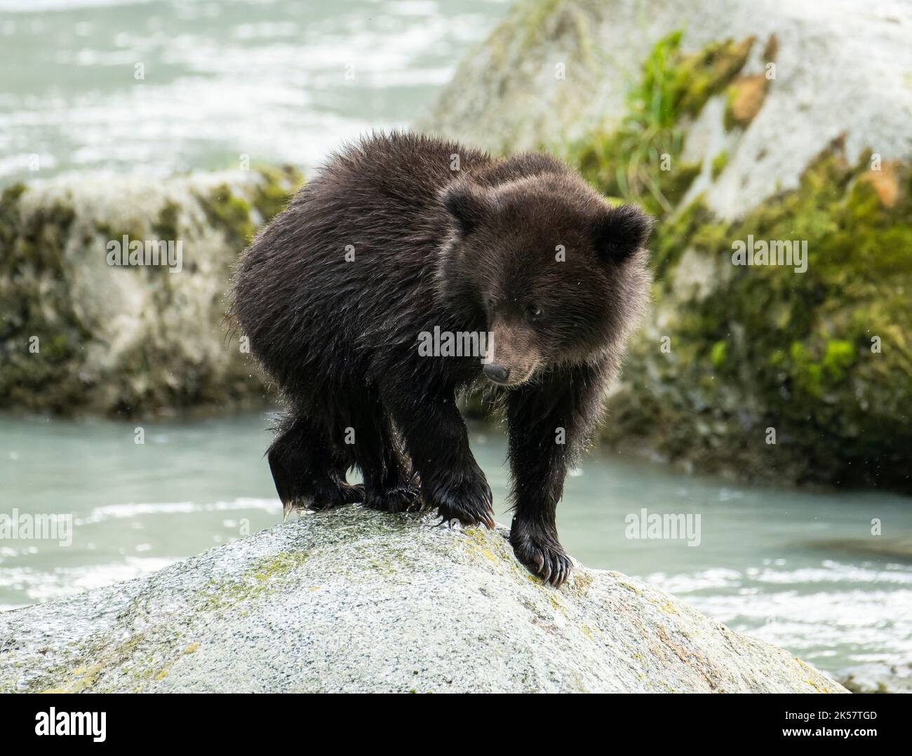 Cub stands hi-res stock photography and images - Alamy