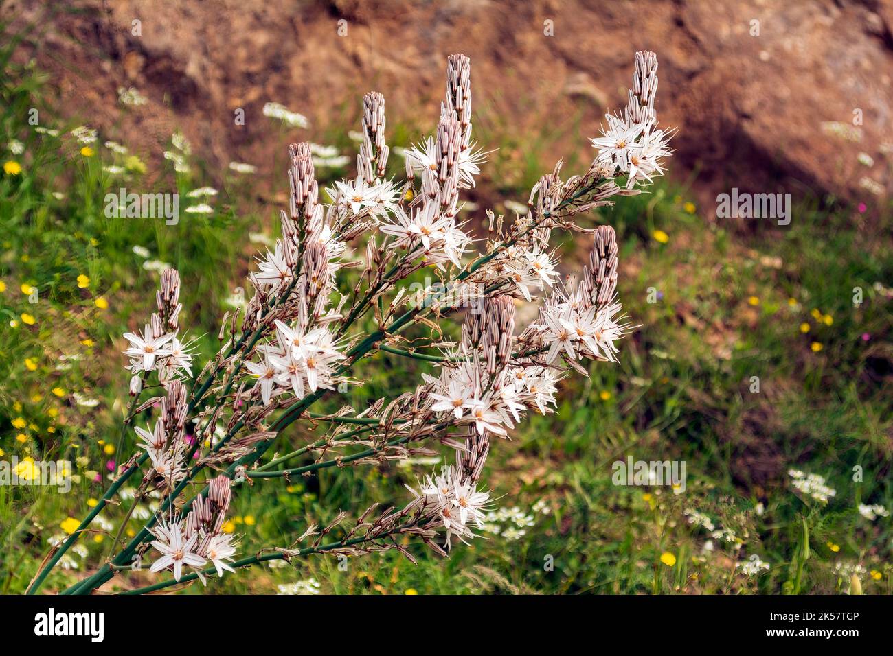 Flowers pink wildflowers greece hi-res stock photography and images - Alamy