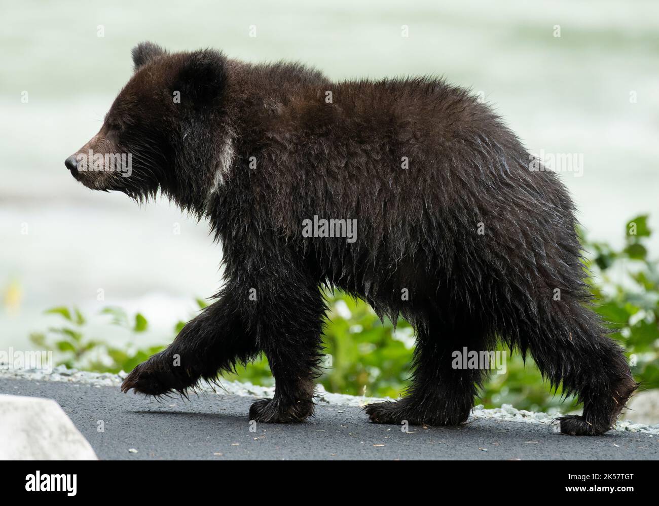A brown bear (Ursus arctos) cub walks along Lutak Road next to the ...