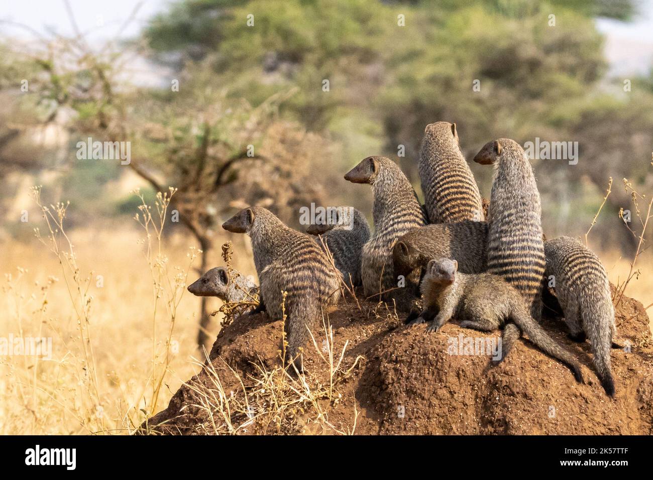 Banded mongoose (Mungos mungo) guarding group on Mound-building ...