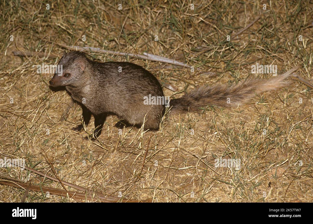 White-tailed Mongoose (Ichneumia albicauda Stock Photo - Alamy