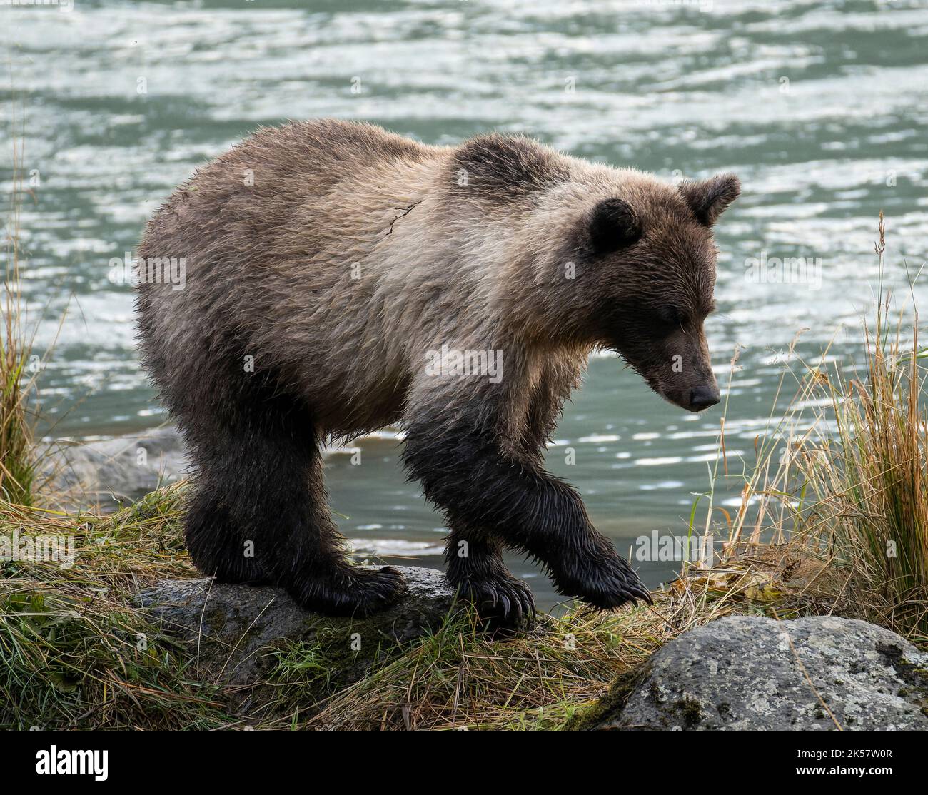 A light-colored brown bear (Ursus arctos) cub walks along the Chilkoot ...