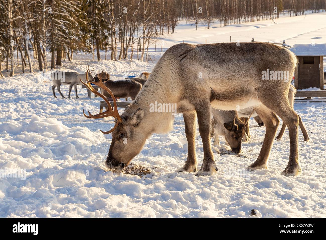 Winter in Finland. Feeding reindeers on a reindeer farm in Lapland ...