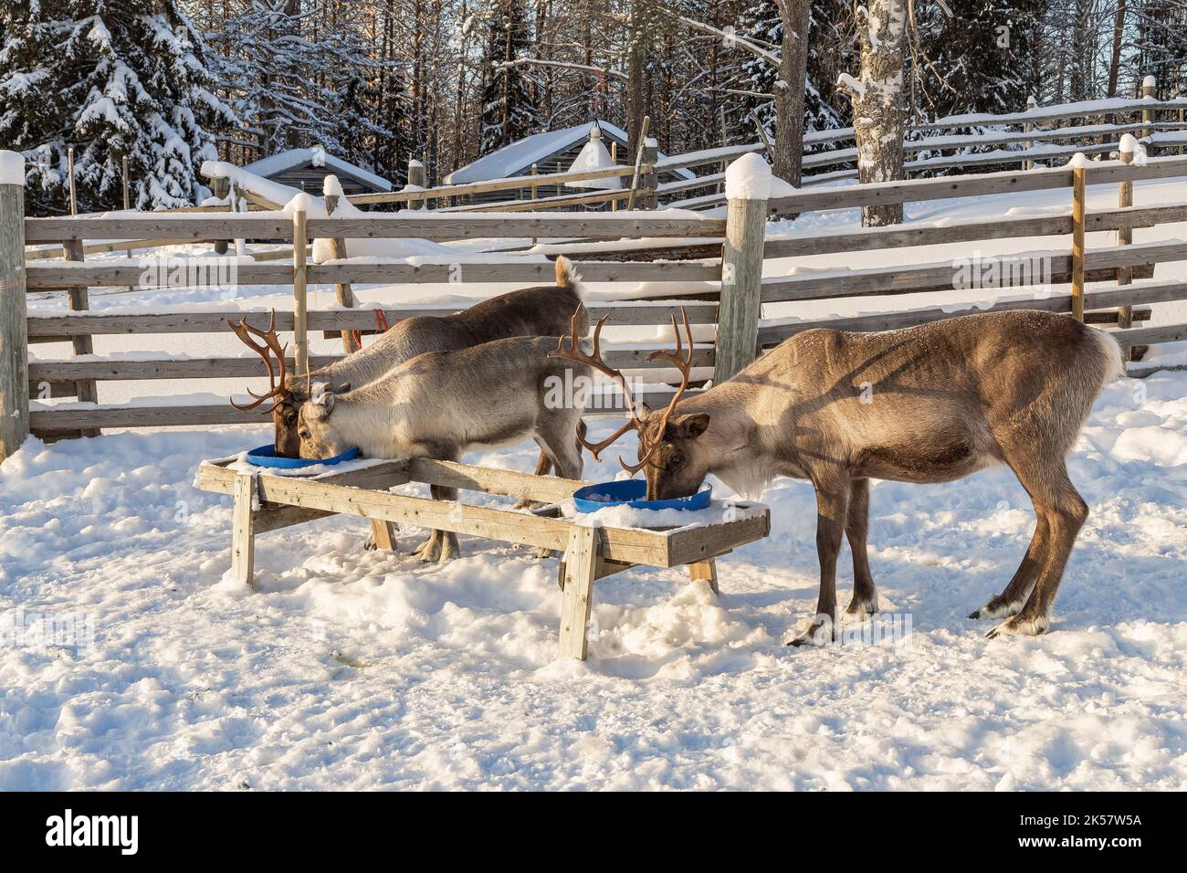 Winter in Finland. Feeding reindeers on a reindeer farm in Lapland ...