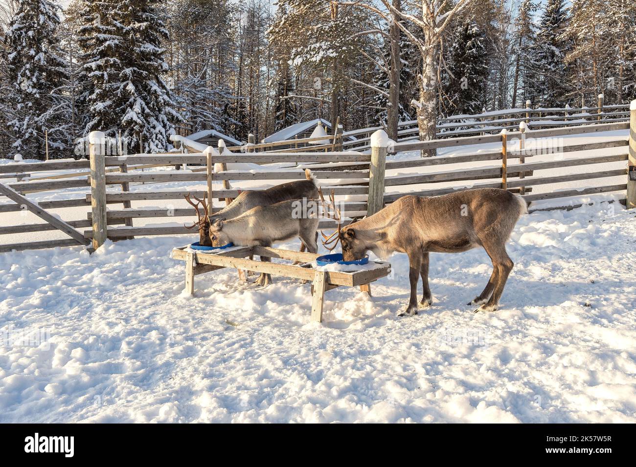 Winter in Finland. Feeding reindeers on a reindeer farm in Lapland ...