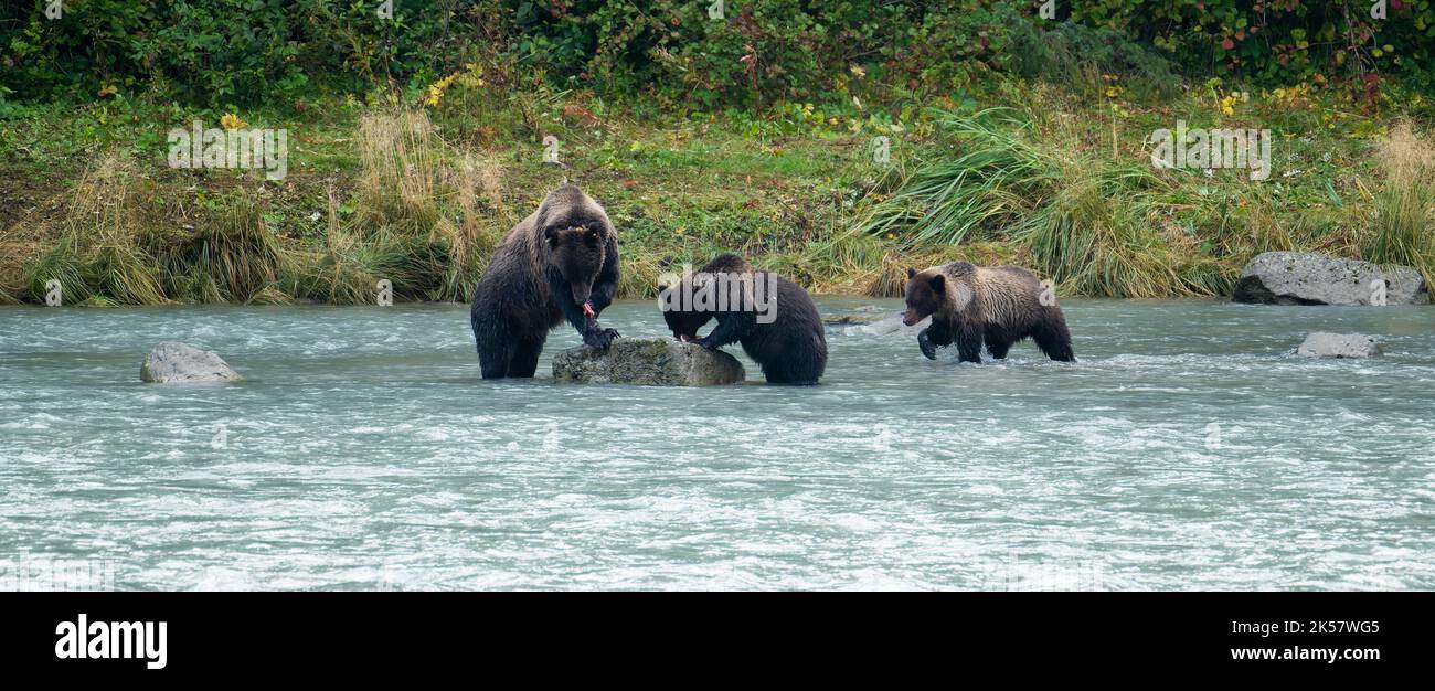 A brown bear (Ursus arctos) and her cubs eat salmon from the Chilkoot ...