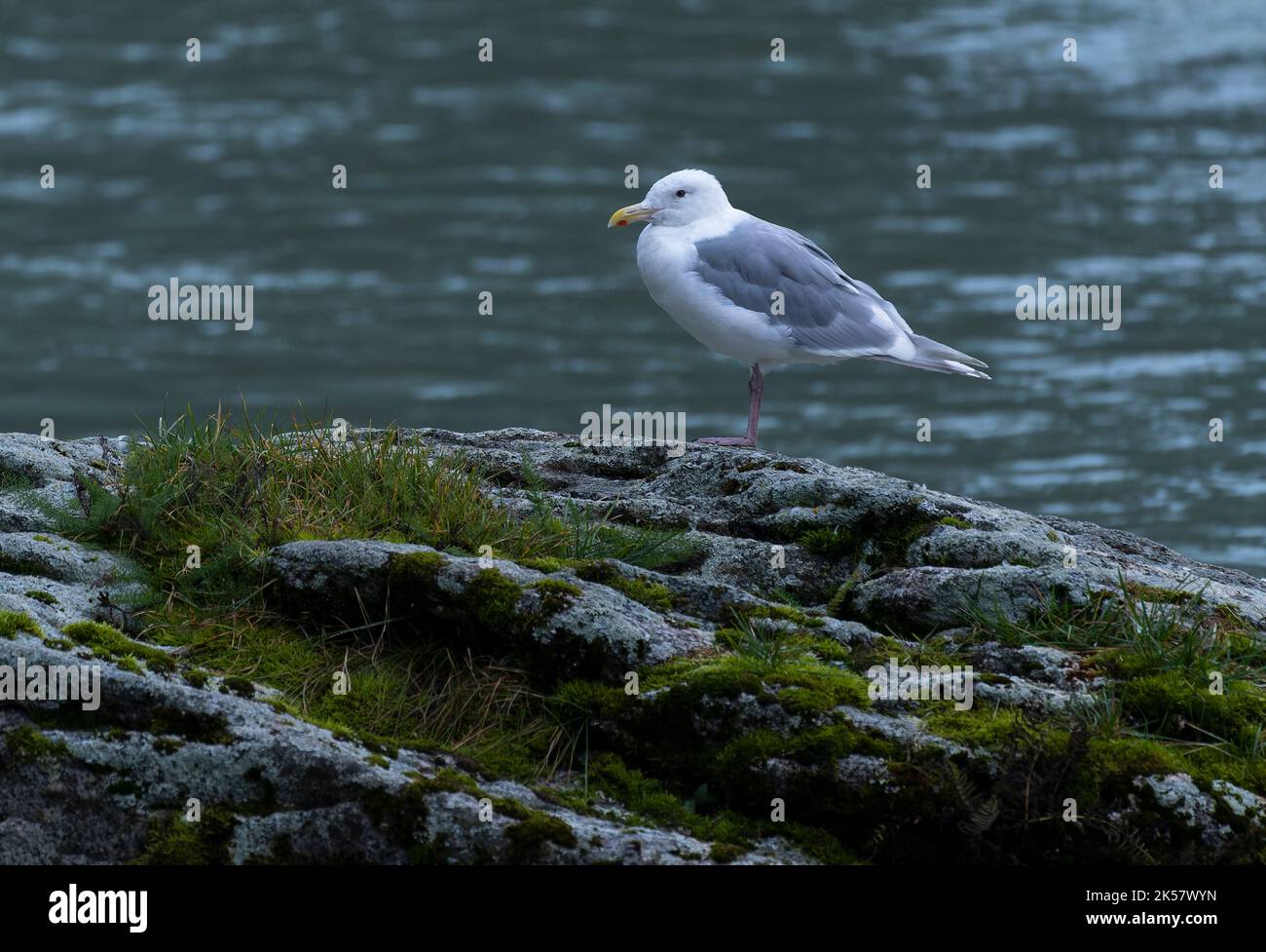 A glaucous-winged gull (Larus glaucescens) perches on a rock in the ...