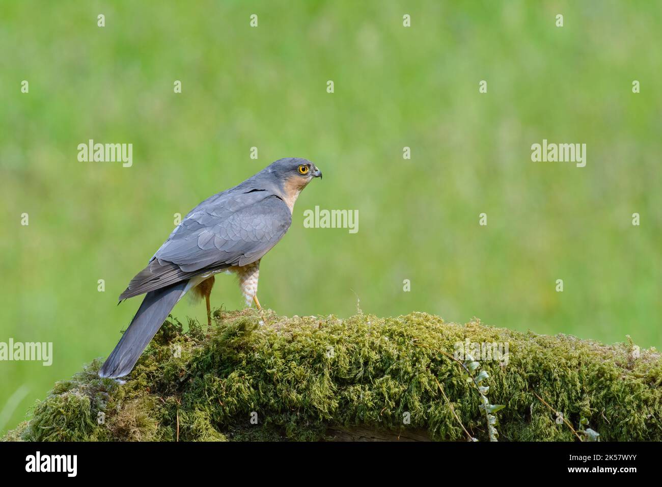 Sparrow hawk, Accipiter Nisus, perched on a lichen covered branch Stock ...