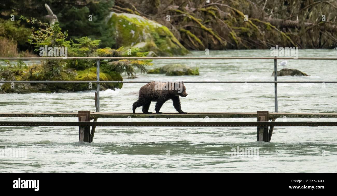 A brown bear (Ursus arctos) cub walks on the Chilkoot River weir in ...