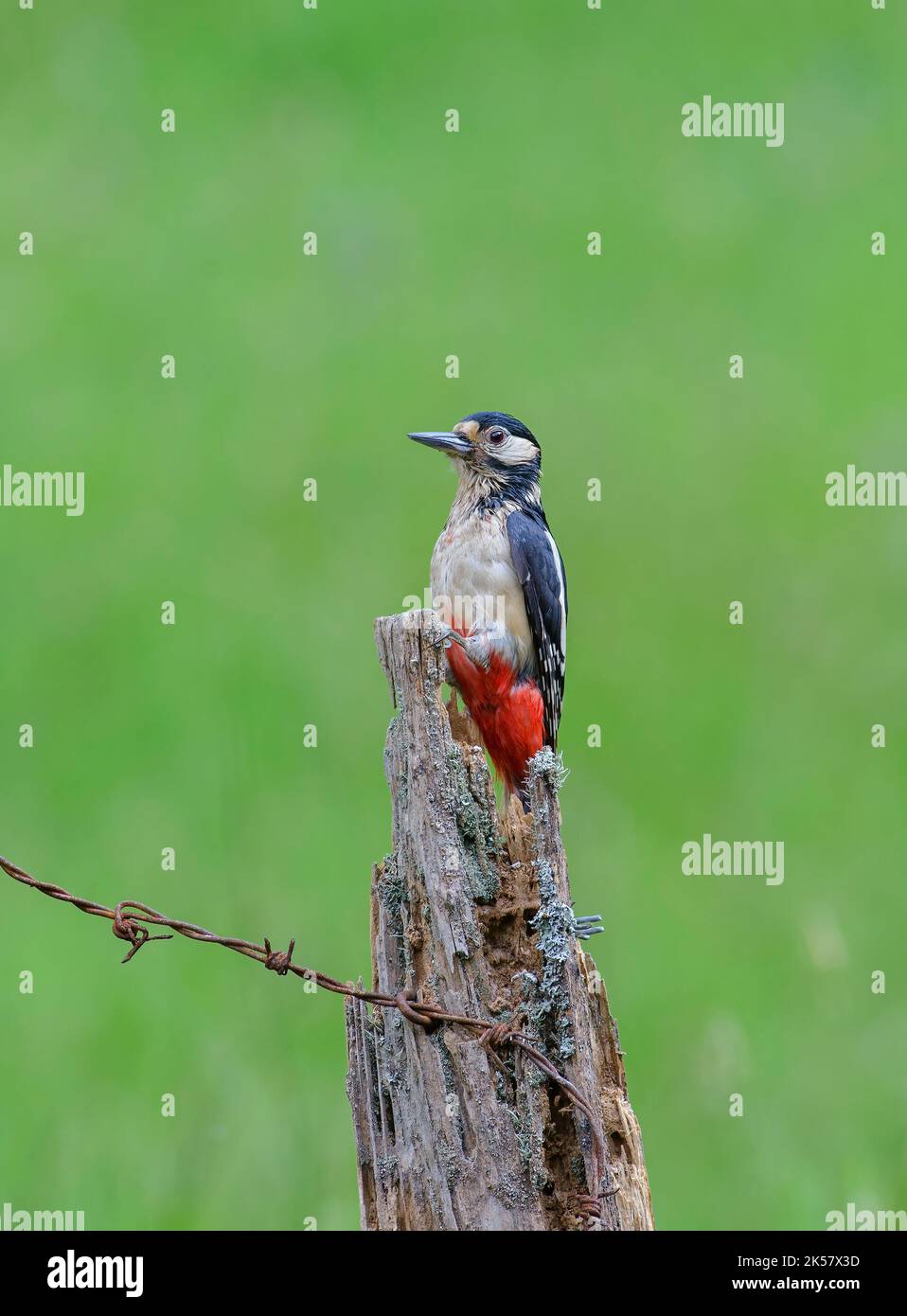 Great spotted woodpecker, Dendrocopos major, perched on a broken gate ...