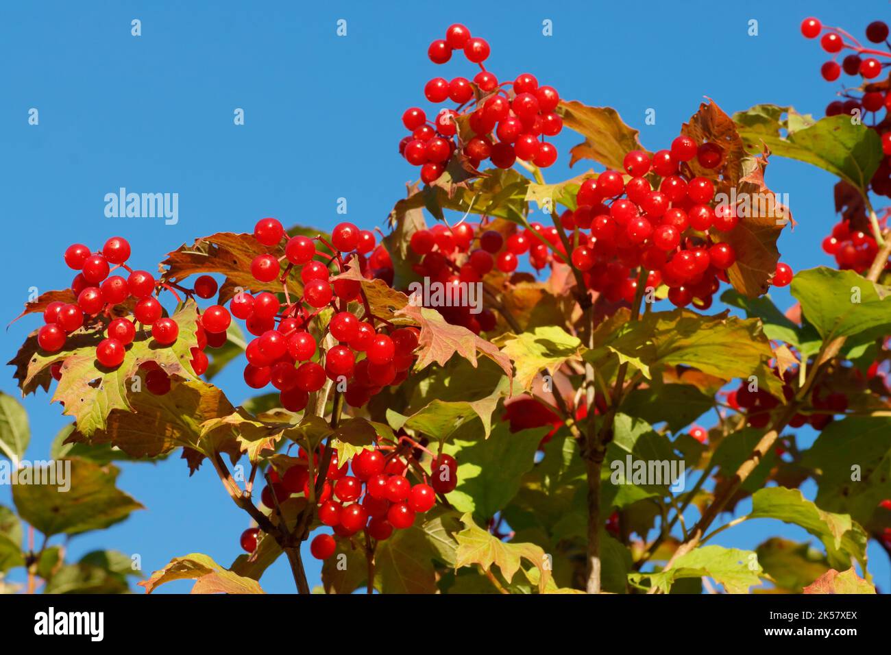 Branch of red viburnum with berries in autumn close-up Stock Photo - Alamy