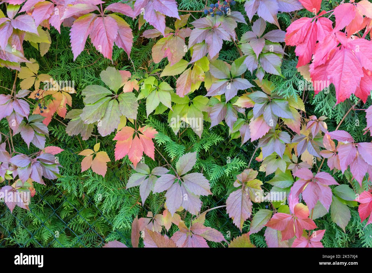 Virginia creeper garden hi-res stock photography and images - Alamy