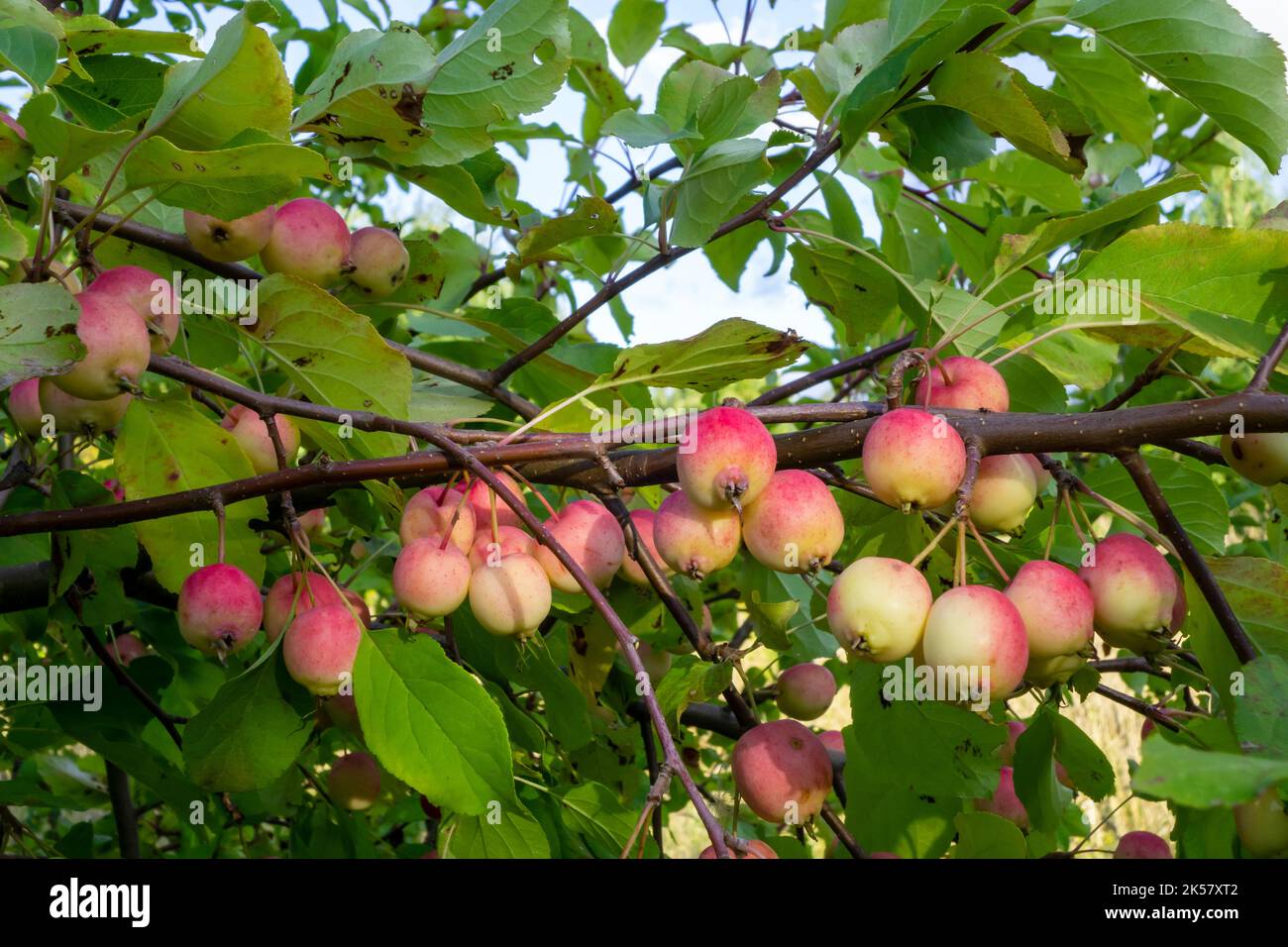 Agriculture apple tree hi-res stock photography and images - Alamy