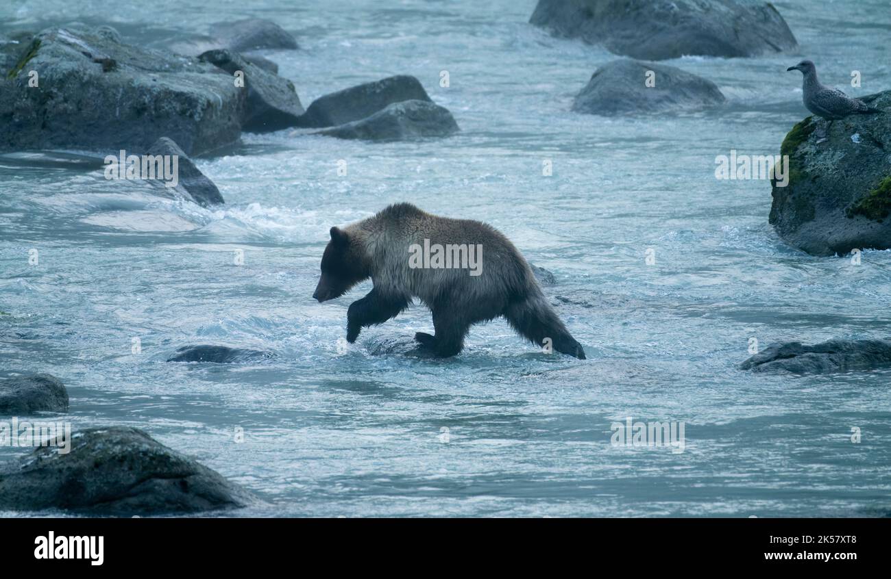 A brown bear (Ursus arctos) cub walks in the Chilkoot River in Alaska ...