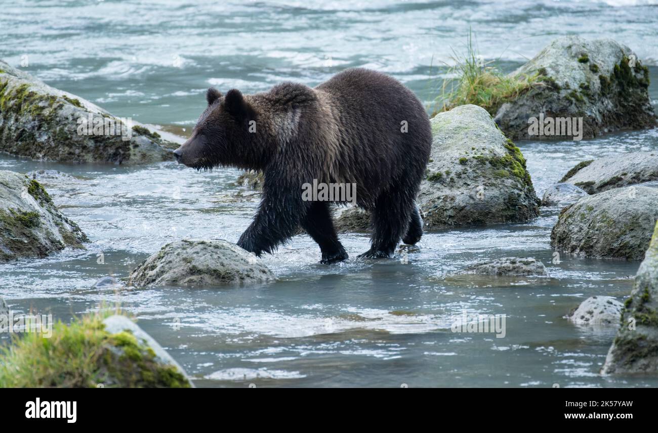 A brown bear (Ursus arctos) cub walks in the Chilkoot River in Alaska ...