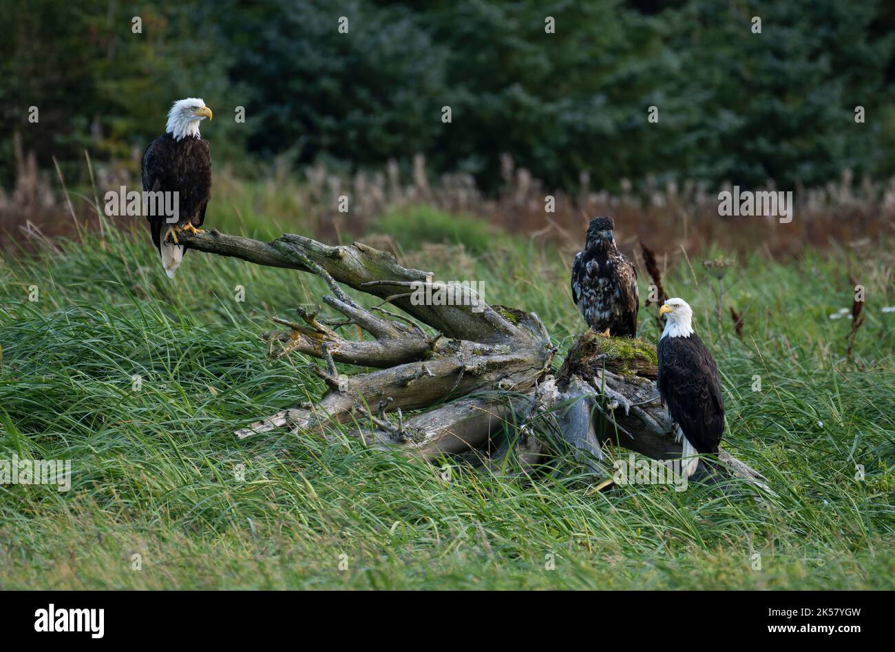 Three bald eagles (Haliaeetus leucocephalus) perch on driftwood in the ...