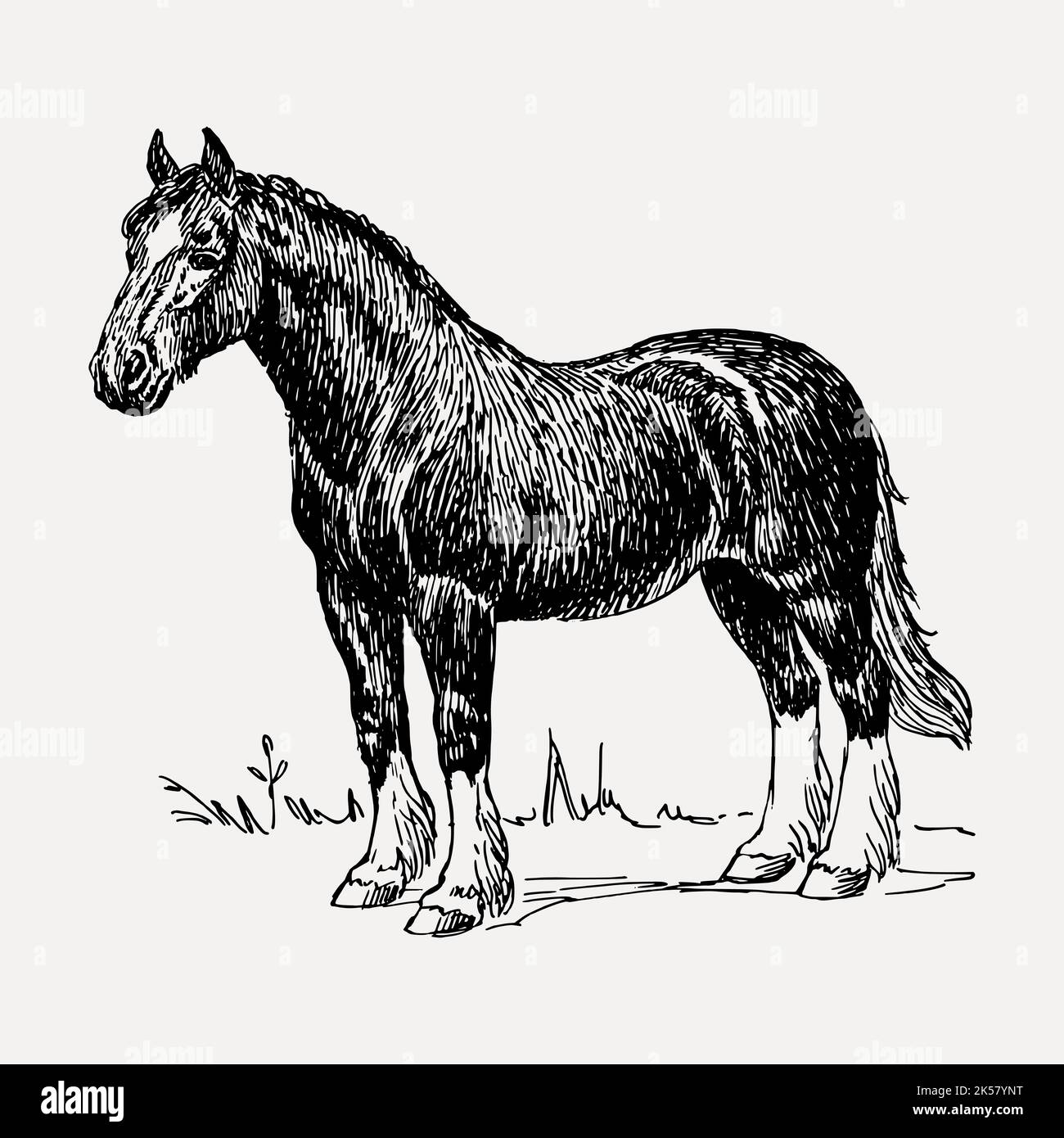 horse drawing, horses illustration clip art, vintage illustration ...