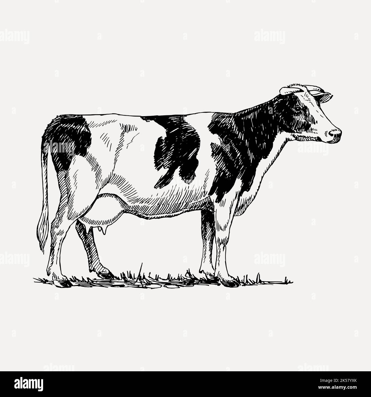 Dairy Cow Drawing