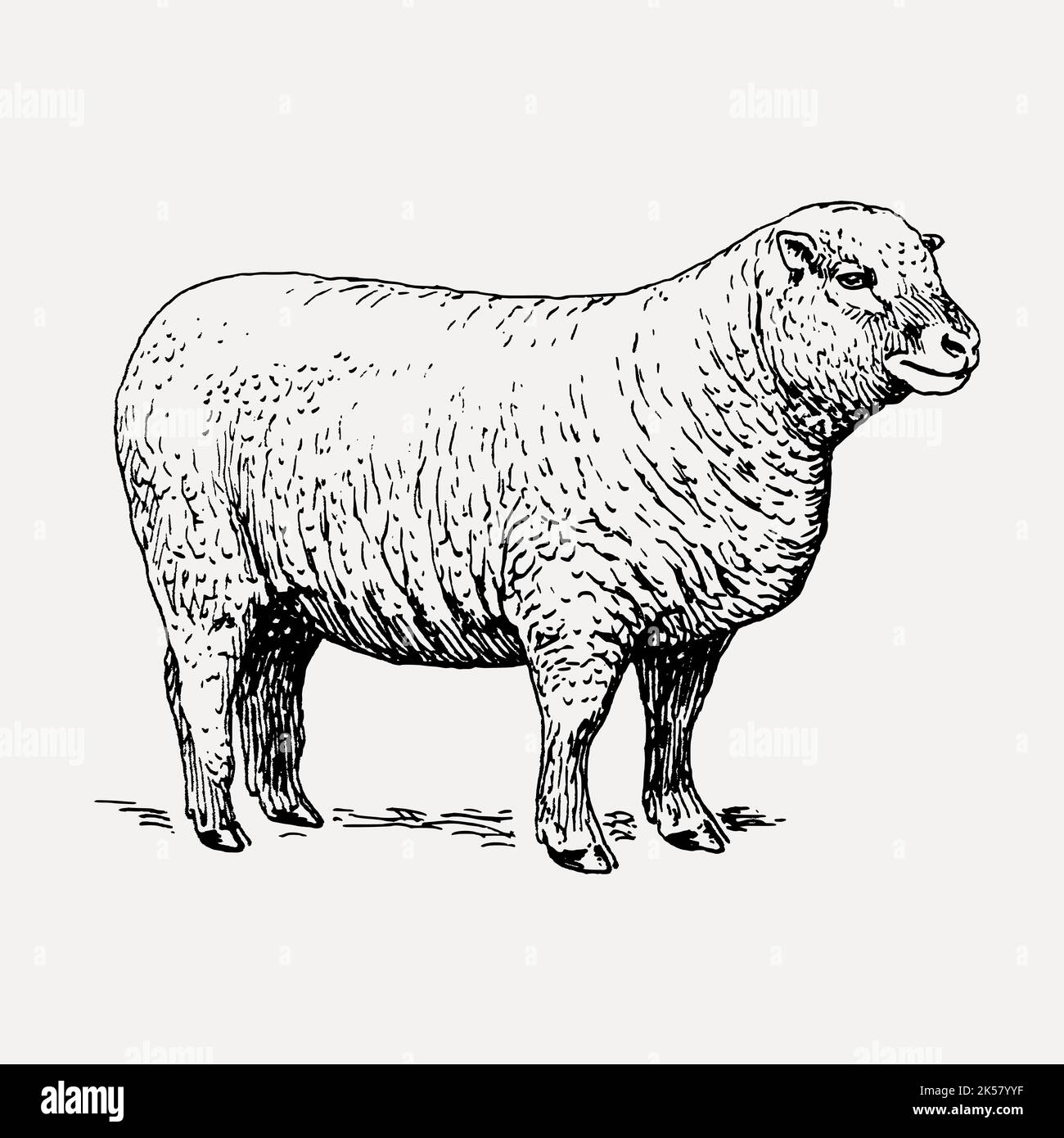 sheep, sheep illustration, sheep, vintage animale illustration, sheep ...