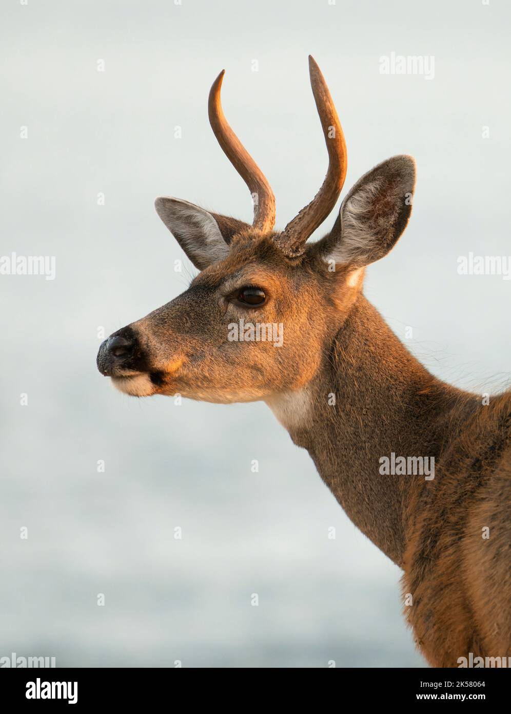 Black tailed deer gulf islands hi-res stock photography and images - Alamy