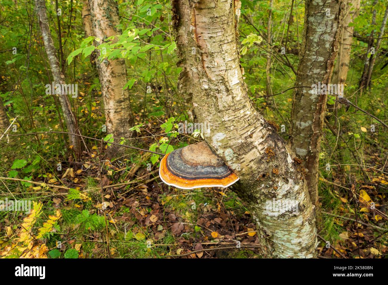 Mushrooms growing on birch tree hi-res stock photography and images - Alamy