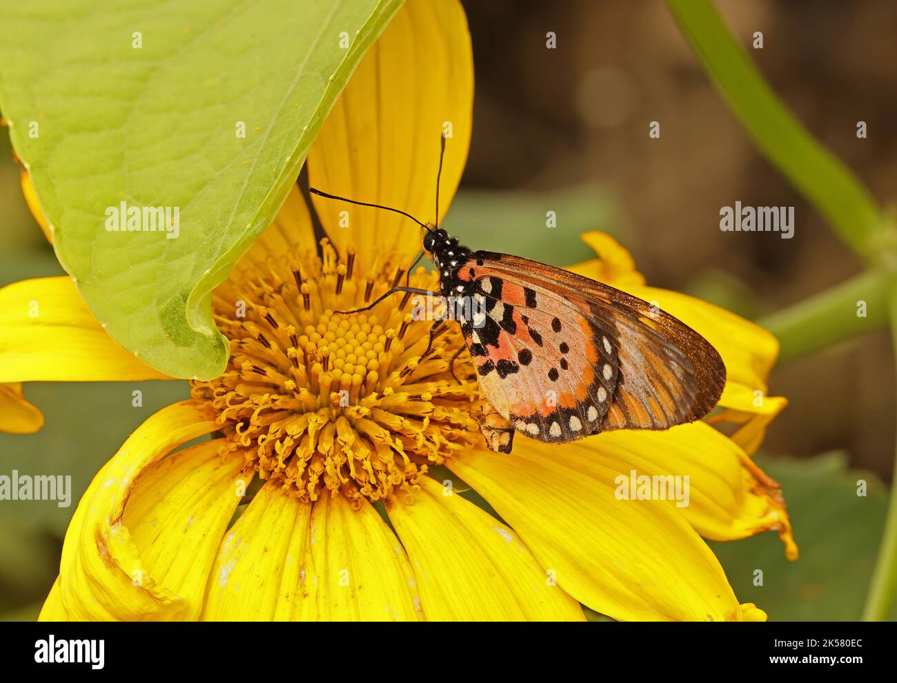 Acraea zetes hi-res stock photography and images - Alamy