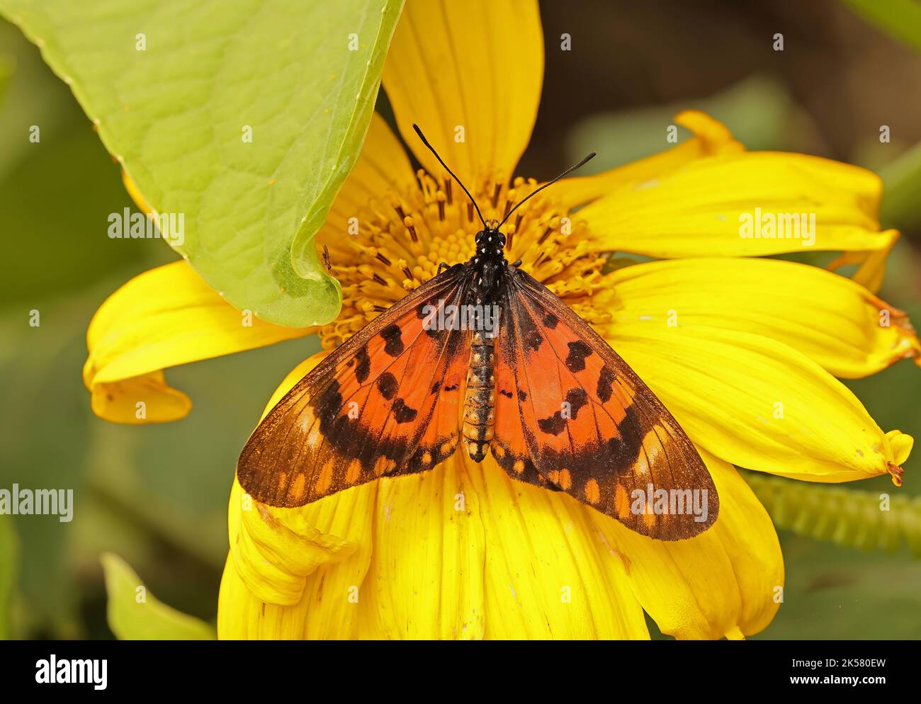Acraea zetes hi-res stock photography and images - Alamy