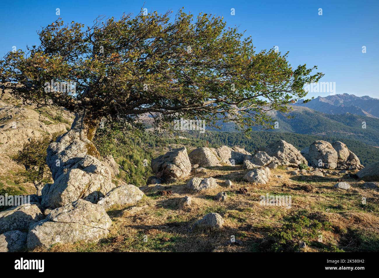 Tree and rocks at Bocca San Pedru between le Castel de Vergio and ...
