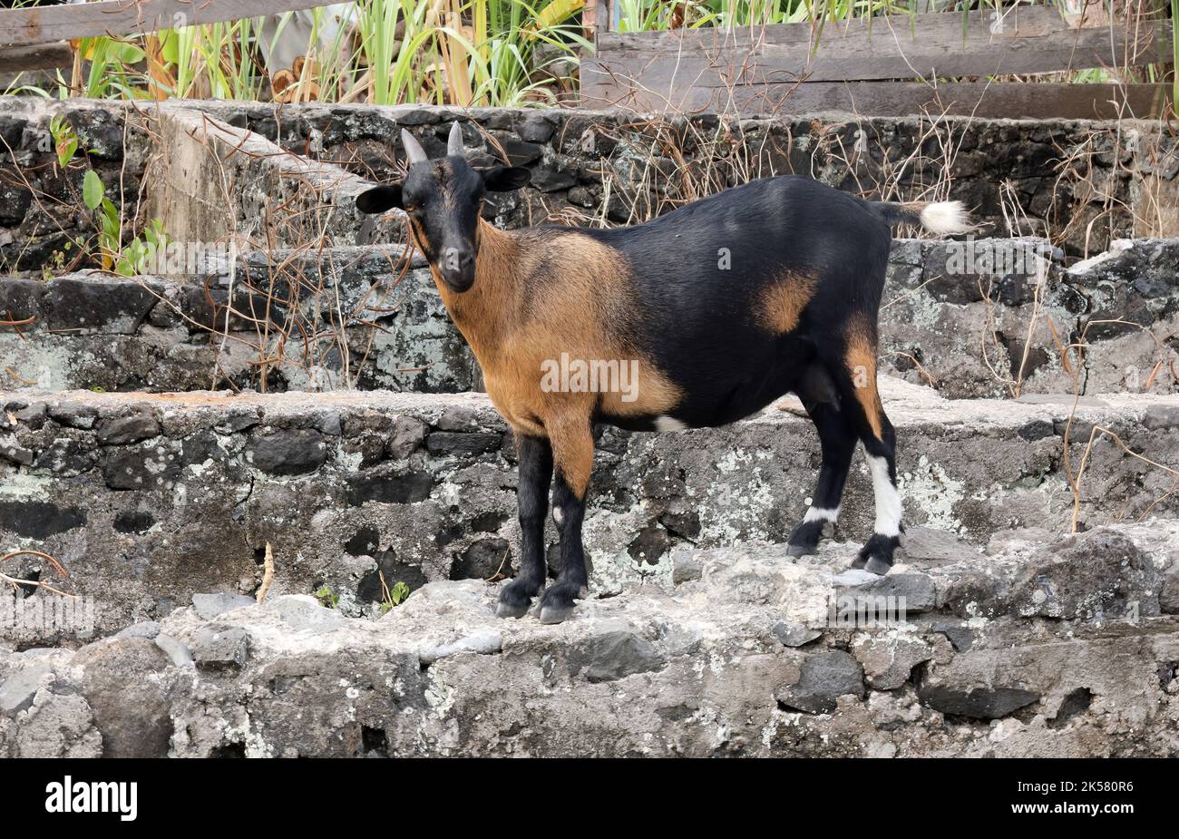 goat standing on stone wall Sao Tome, Sao Tome and Principe, Africa ...