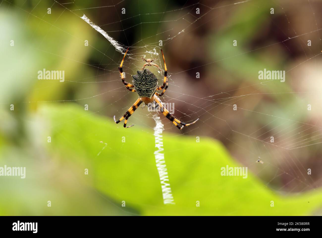 large female spides with small male in web Sao Tome, Sao Tome and ...