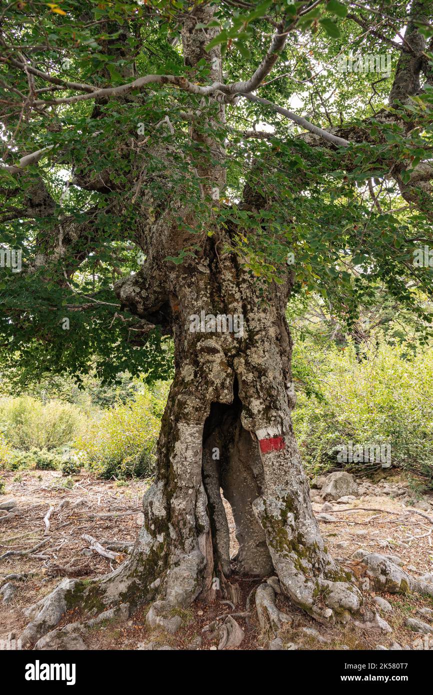Old tree on the GR20 between Castel de Vergio and Manganu, Corsica ...
