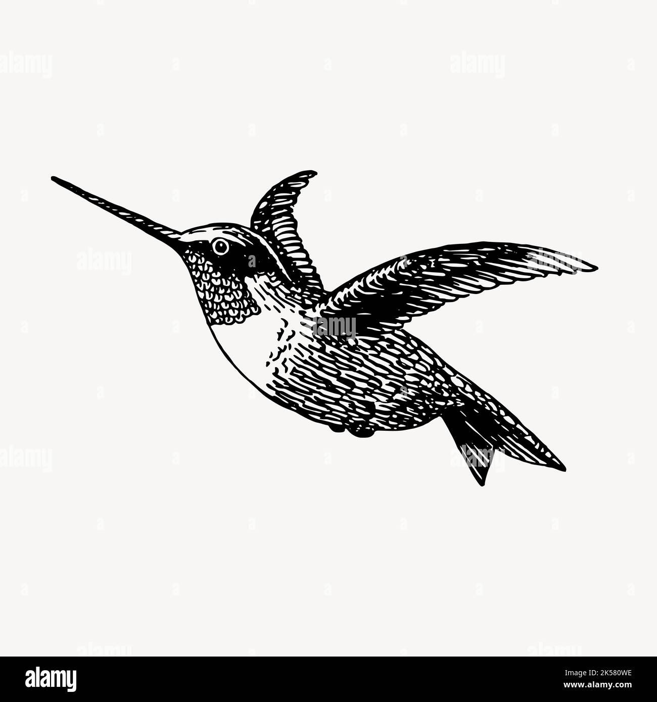 hummingbird, bird, animal, flying bird, vintage illustration, bird ...