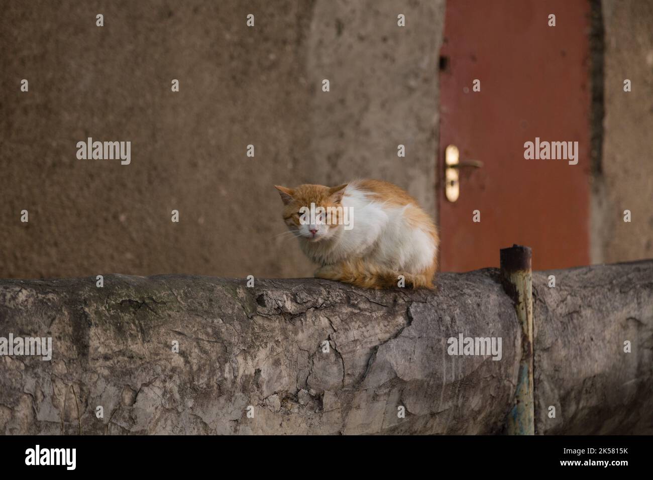 The cat is sitting on a concrete-insulated pipe. Looking in the camera ...