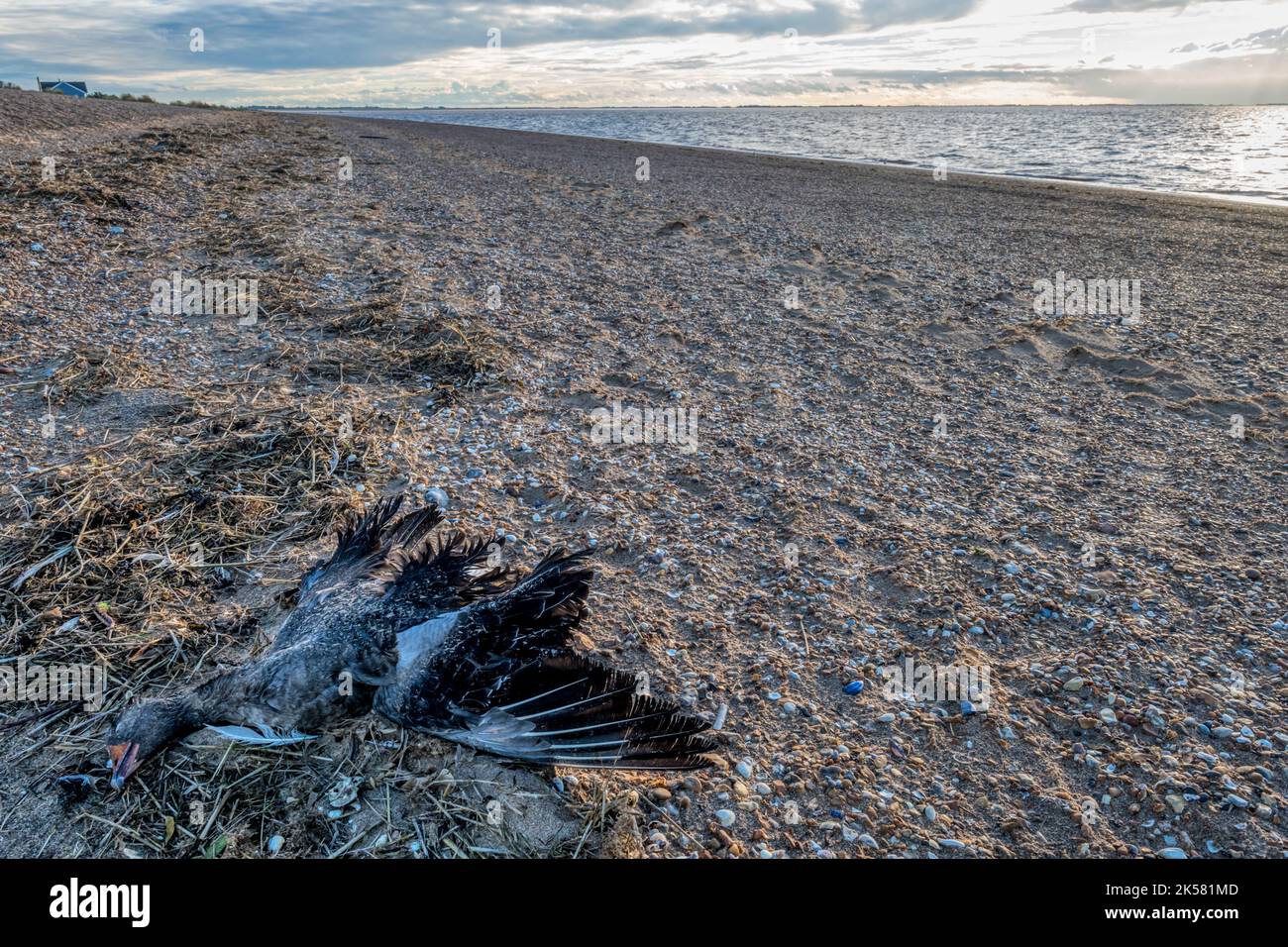Dead geese hi-res stock photography and images - Alamy