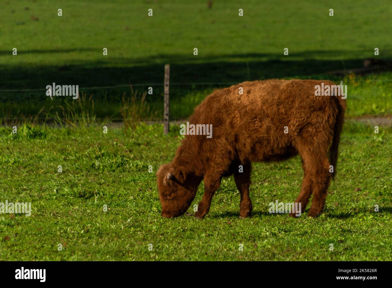 Orange brown hairy cows on green fresh pasture land in autumn color ...
