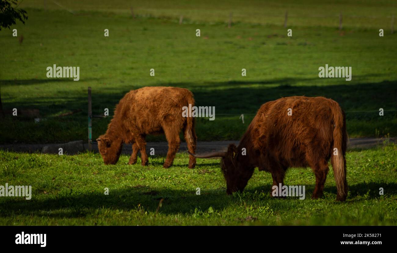 Orange brown hairy cows on green fresh pasture land in autumn color ...