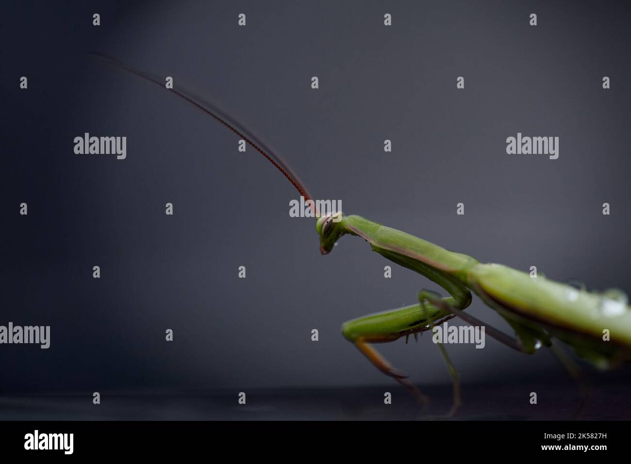 Close up photo of a Green praying mantis on a black background. Preying ...