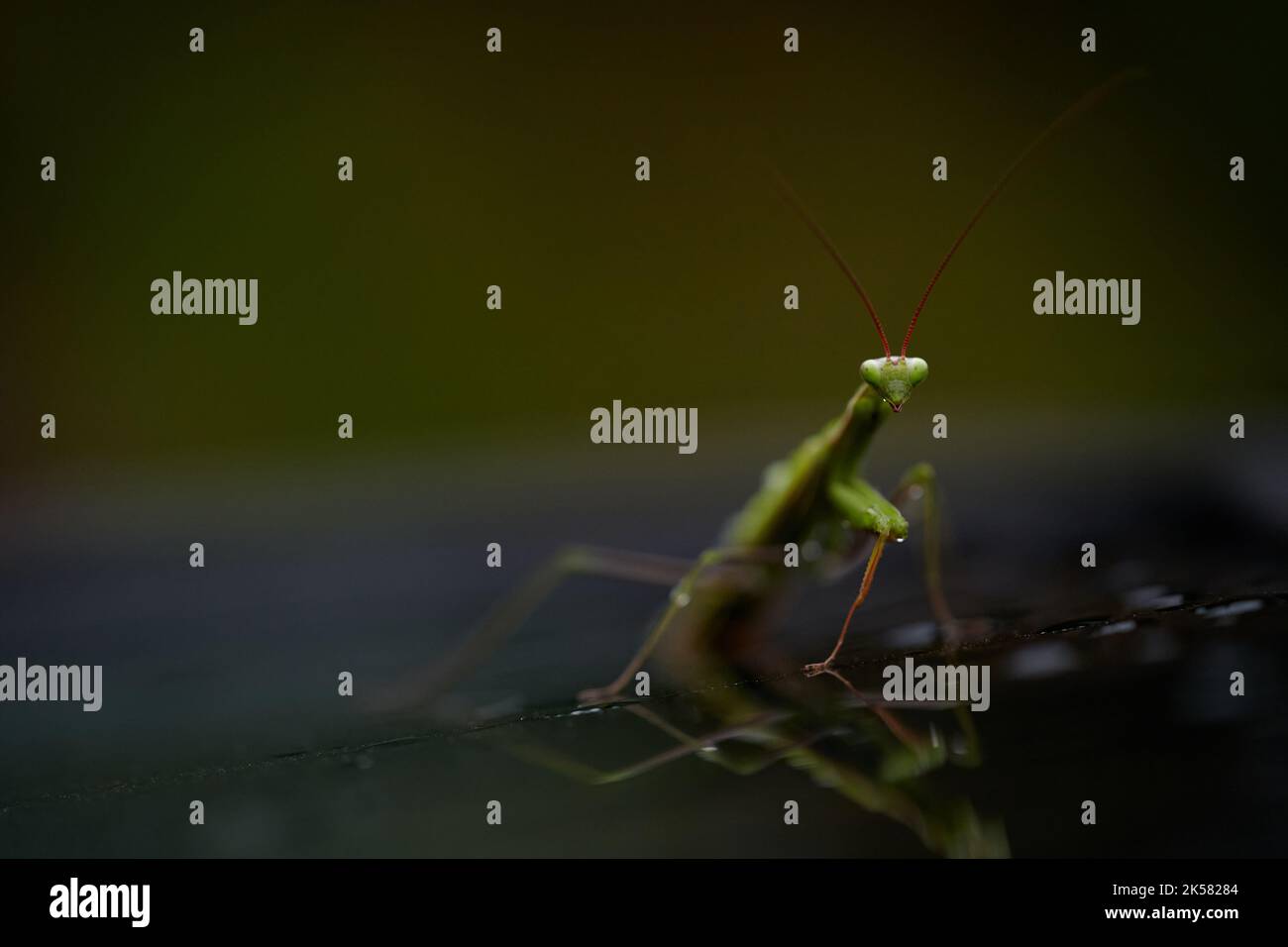 Close up photo of a Green praying mantis. Preying mantis after the rain ...